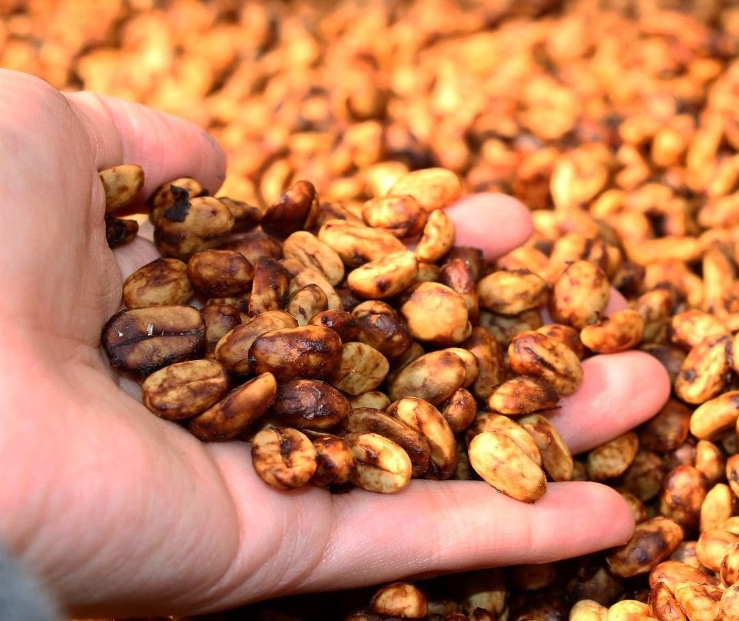 20's Coffee Bean Processing Methods Overview - 2030 Vesel & Measurement ...